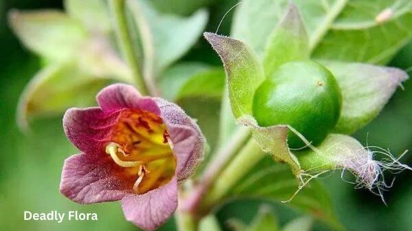 Deadly Flora: 10 Plants with Lethal Potential - South Elmonte Hydroponics