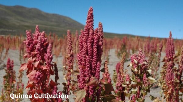 Quinoa Cultivation: Growing Perfect Nutritious Ancient Grains - South ...