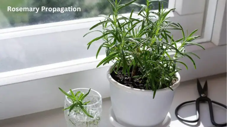 Rosemary Propagation: Easy Cuttings Technique - South Elmonte Hydroponics