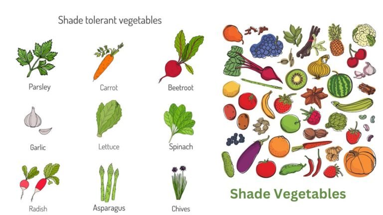 Shade Vegetables: 27 Options for Low-Light Vibrant Gardens - South ...