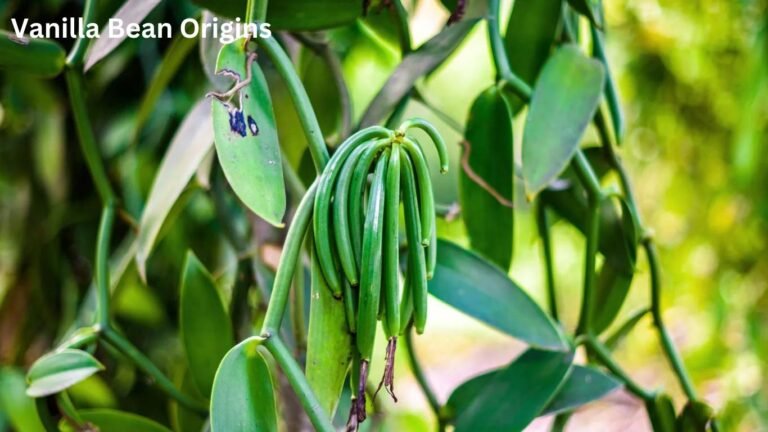Vanilla Bean Origins: Exploring The best Vanilla Cultivation Method ...