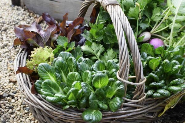 Tatsoi Cultivation: The Unique Spoon-Shaped Green - South Elmonte ...