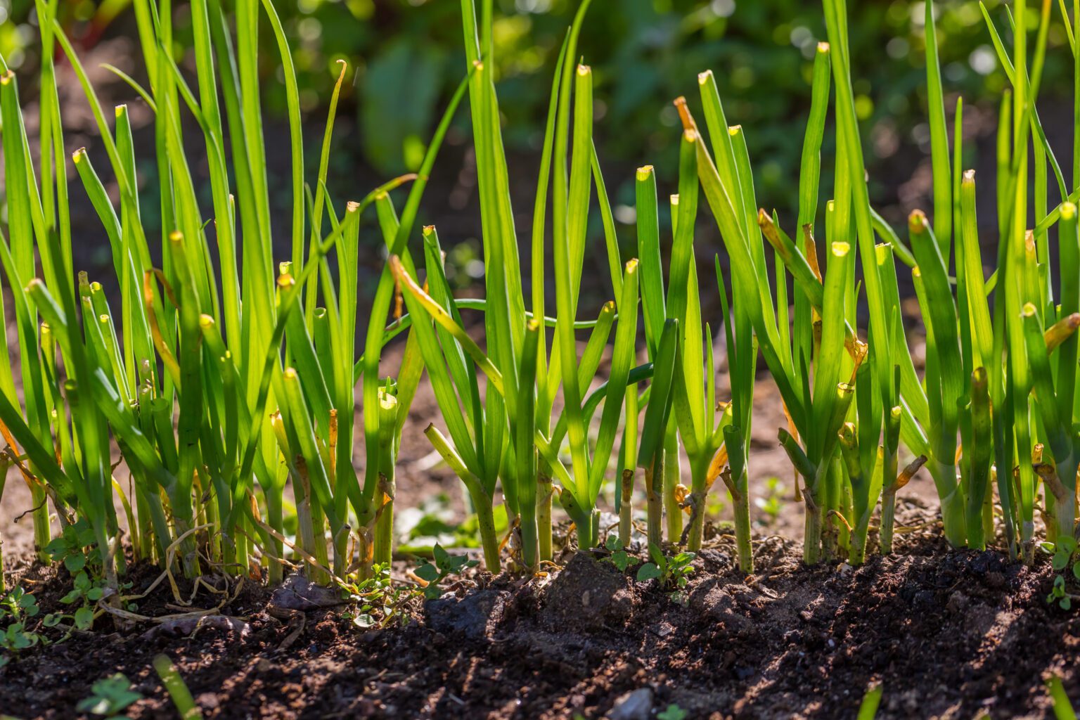 Growing Amaranth to Harvest Glorious Grain - South Elmonte Hydroponics
