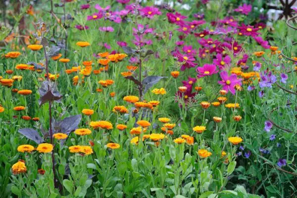 Marigold Varieties: 30 Types to Vibrant Your Garden - South Elmonte ...