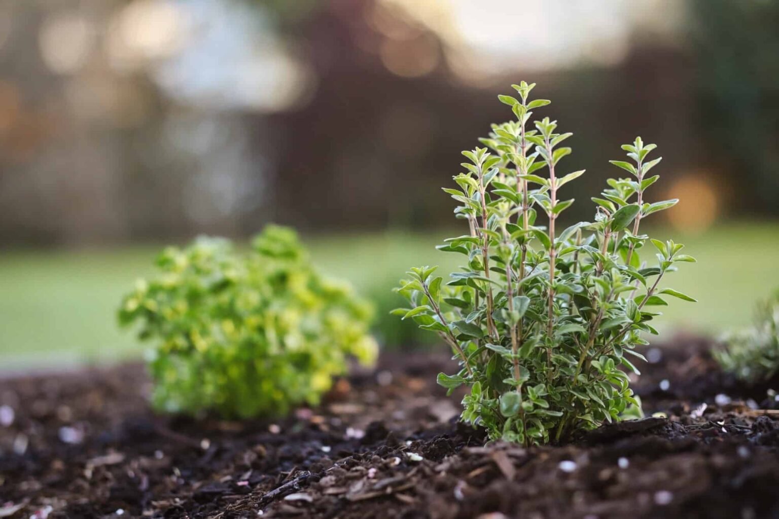 Nurturing Vibrant Marjoram Outdoor Herb Space - South Elmonte Hydroponics